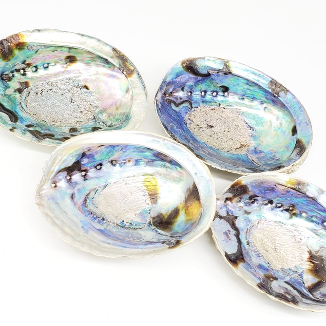 Large Abalone Shell with Wooden Tripod Stand | Rainbow Seashell Smudgi ...